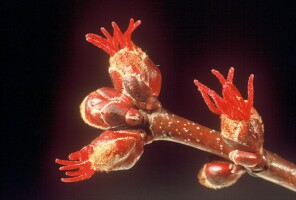 Silver Maple | FLNPS